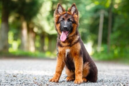 Miniature German Shepherd: Facts About This Mini-Sized GSD!
