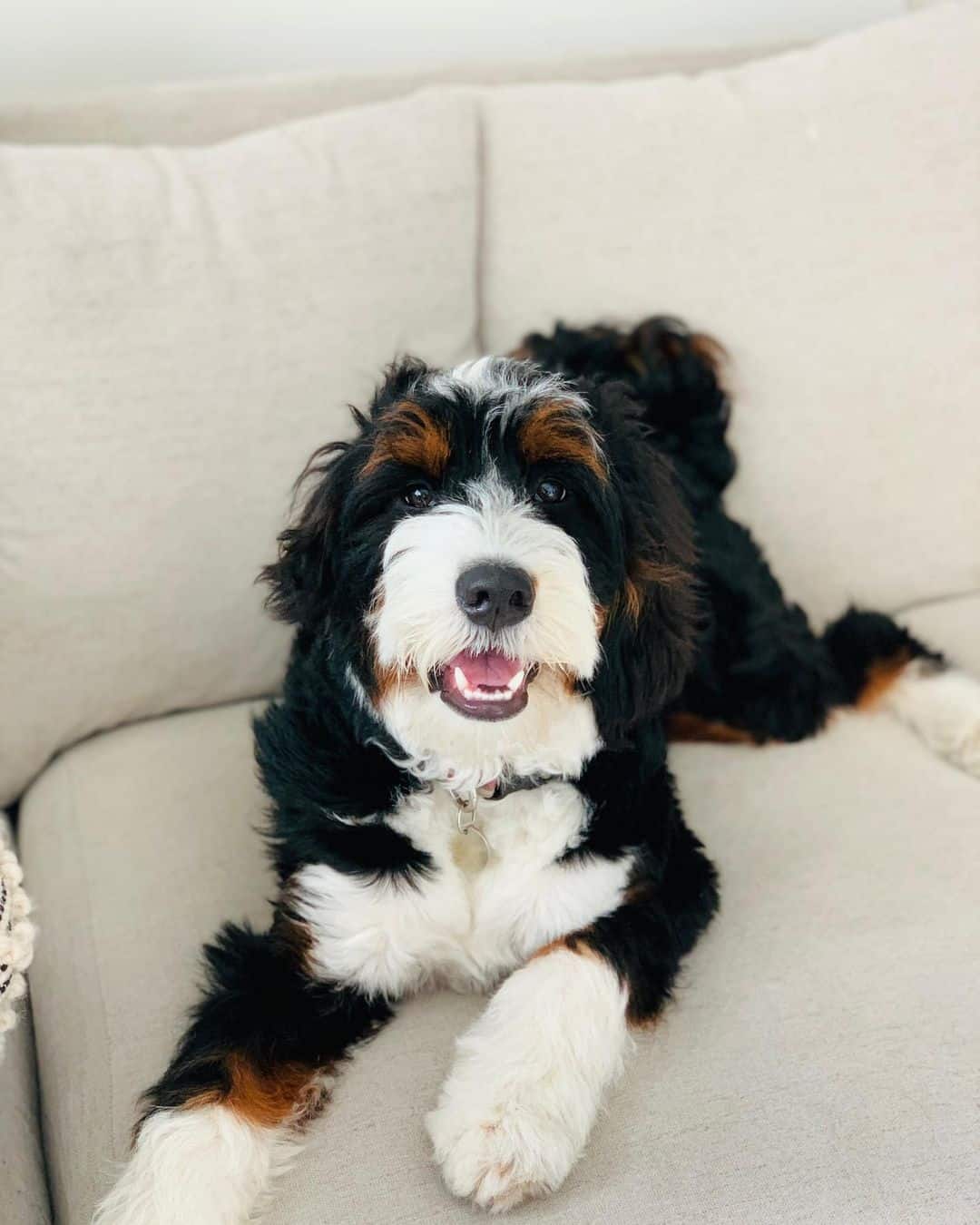 Bernedoodle | Mixed Breed Information, Pictures & Facts