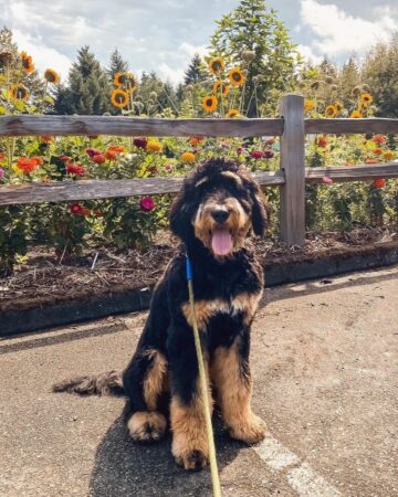 Bernedoodle | Mixed Breed Information, Pictures & Facts