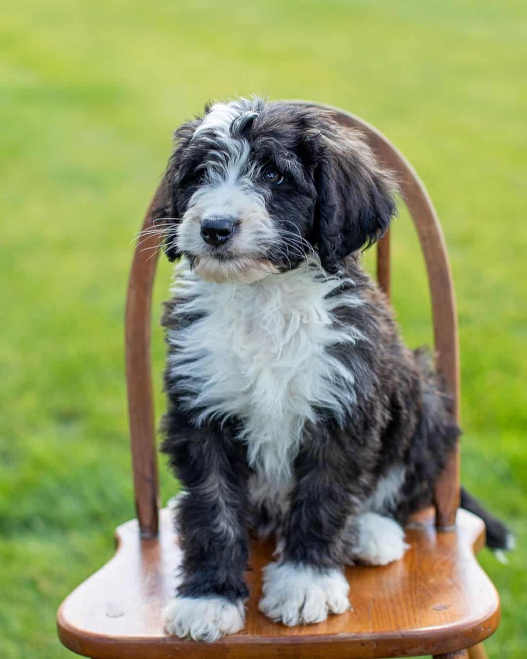Bernedoodle | Mixed Breed Information, Pictures & Facts