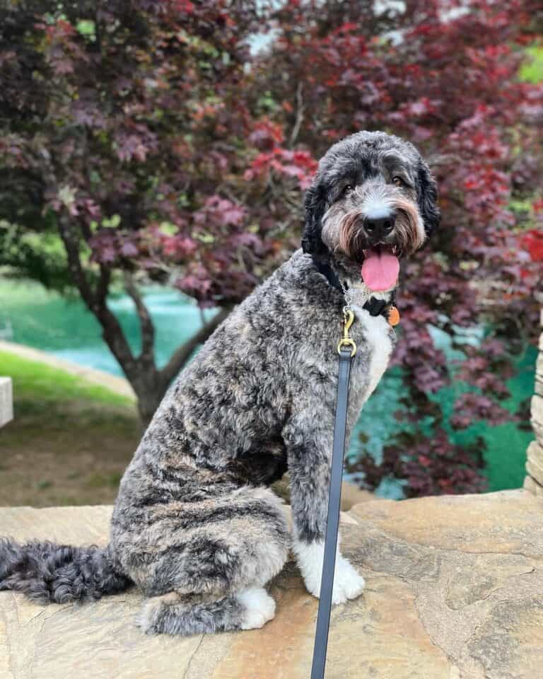 Bernedoodle | Mixed Breed Information, Pictures & Facts