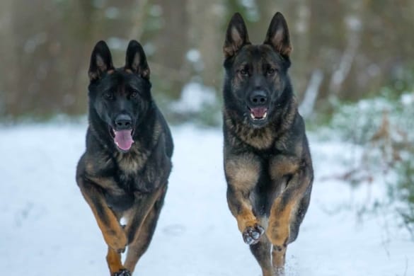 Working Line German Shepherd: Origin, History, Pictures & Facts