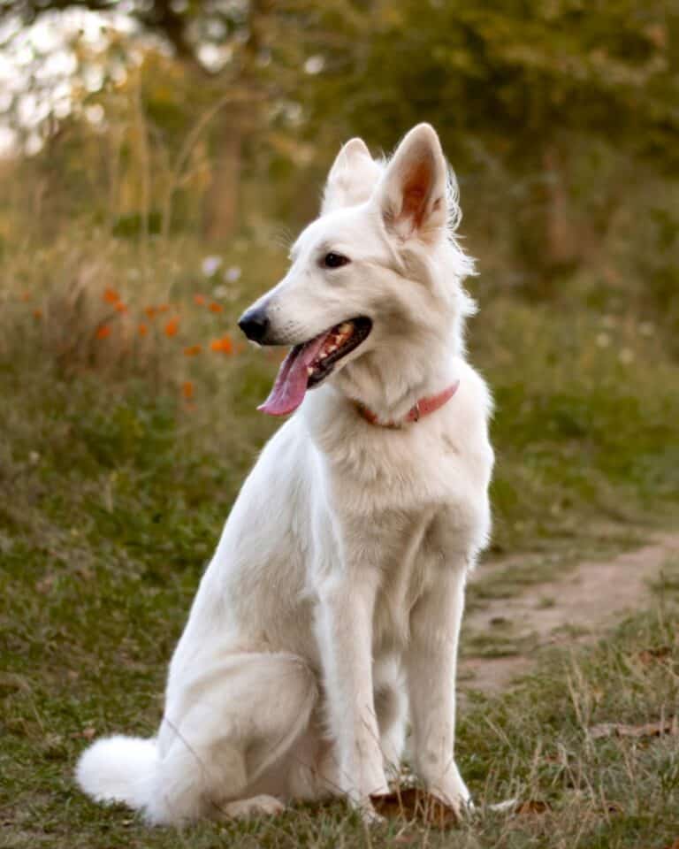 14 Different Types of German Shepherds (With Pictures)