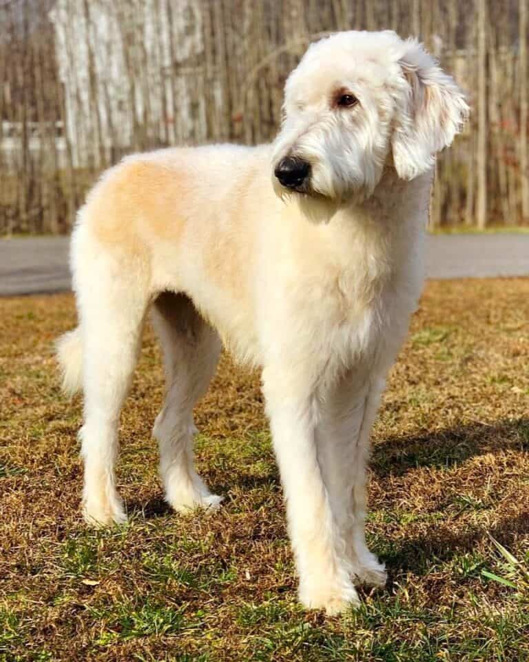 Irish Wolfadoodle | Mixed Breed Info, Pictures, Traits & Facts