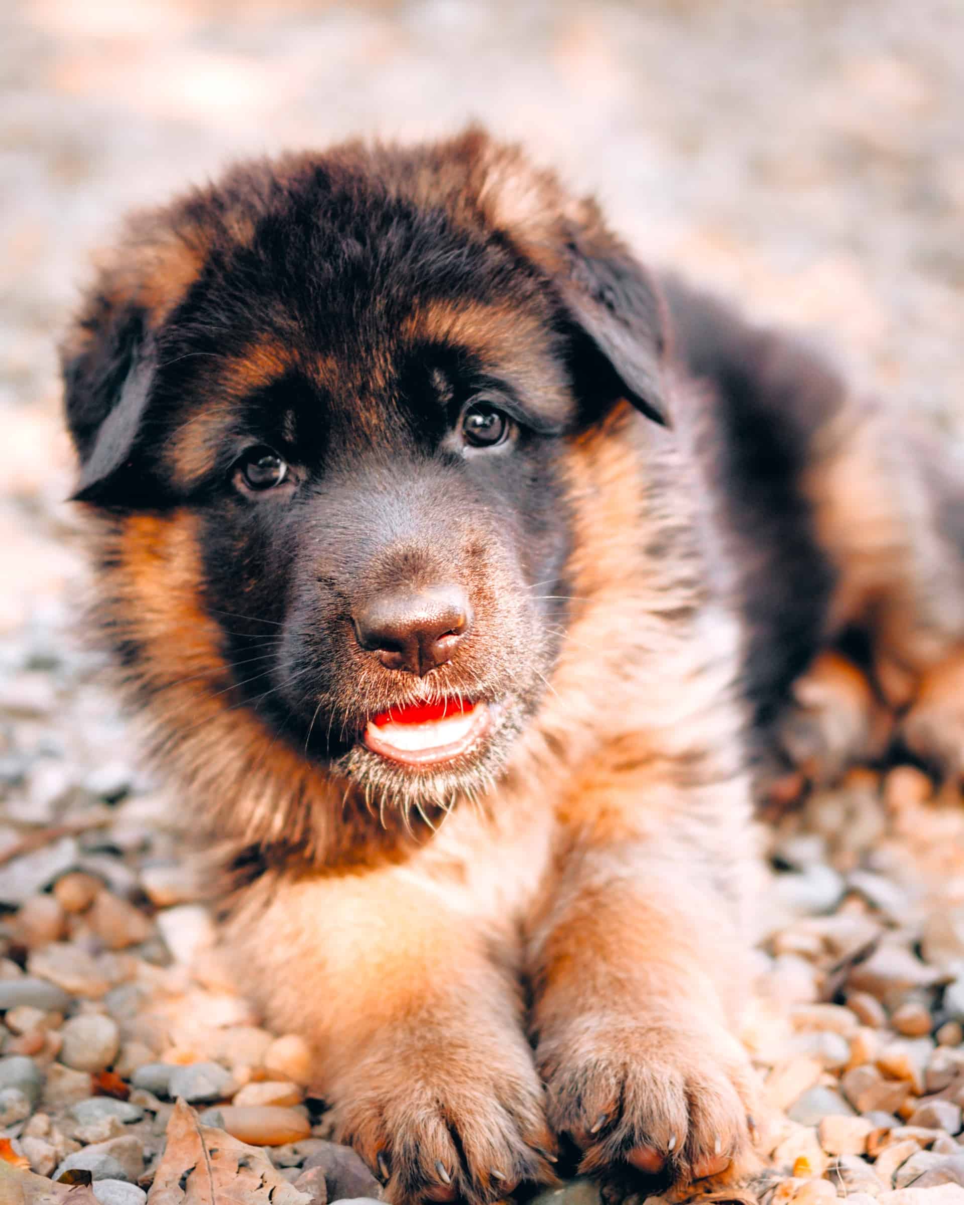 German Shepherds With Floppy Ears: Is It a Cause for Worry?