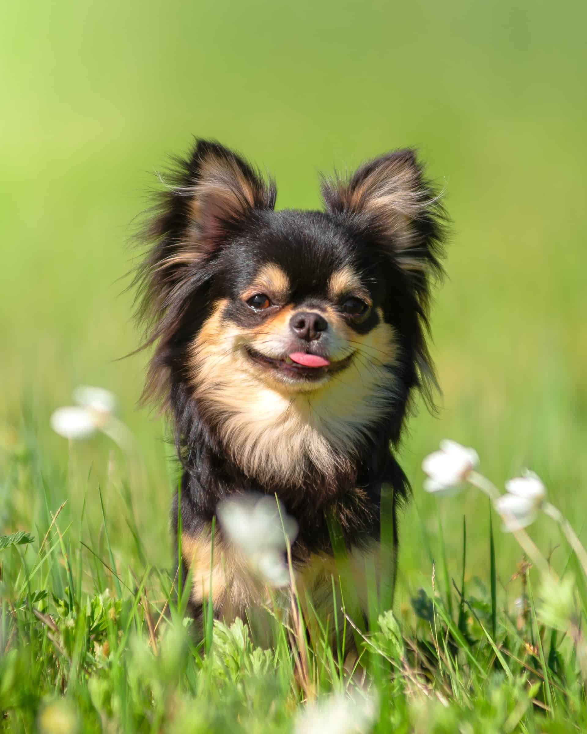 9 Types of Chihuahuas: Apple Head, Long Hair, Teacup & More!
