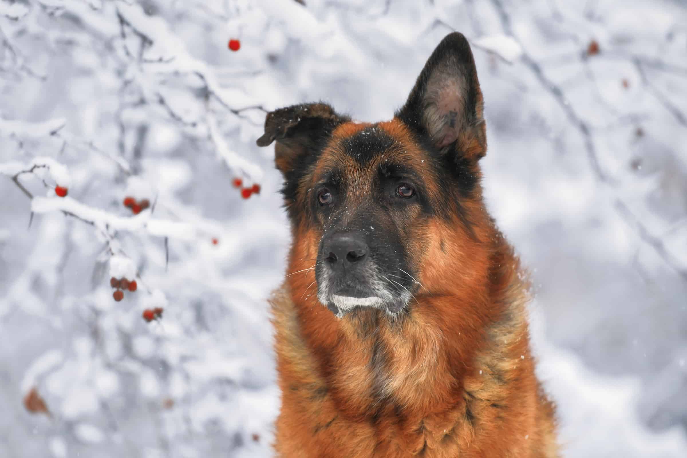 German Shepherds With Floppy Ears: Is It a Cause for Worry?