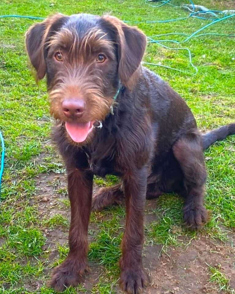 Lab Terrier Mix | Breed Information, Pictures, Traits & Facts