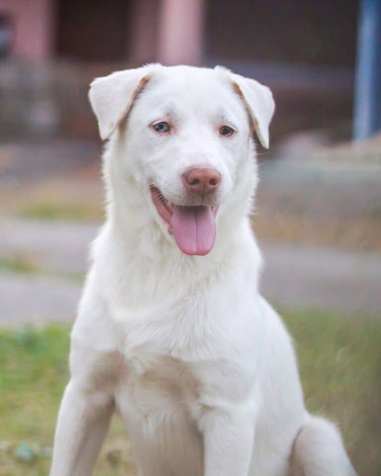 White Labrador: An Ultimate Guide to White Labs (With Pictures)