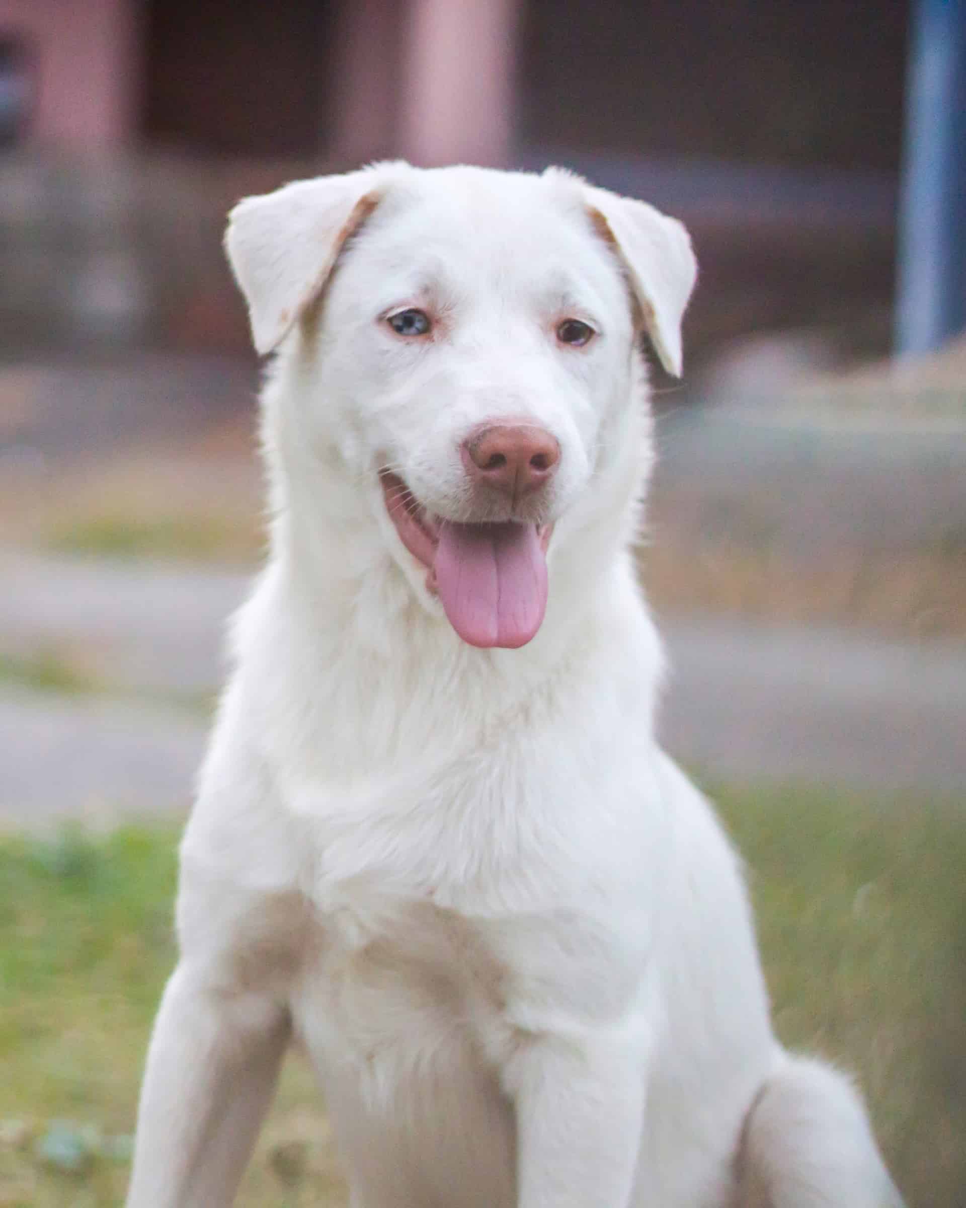 White Labrador: An Ultimate Guide to White Labs (With Pictures)