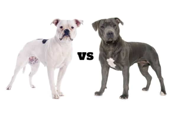 Cane Corso vs. Pitbull: What’s the Difference?