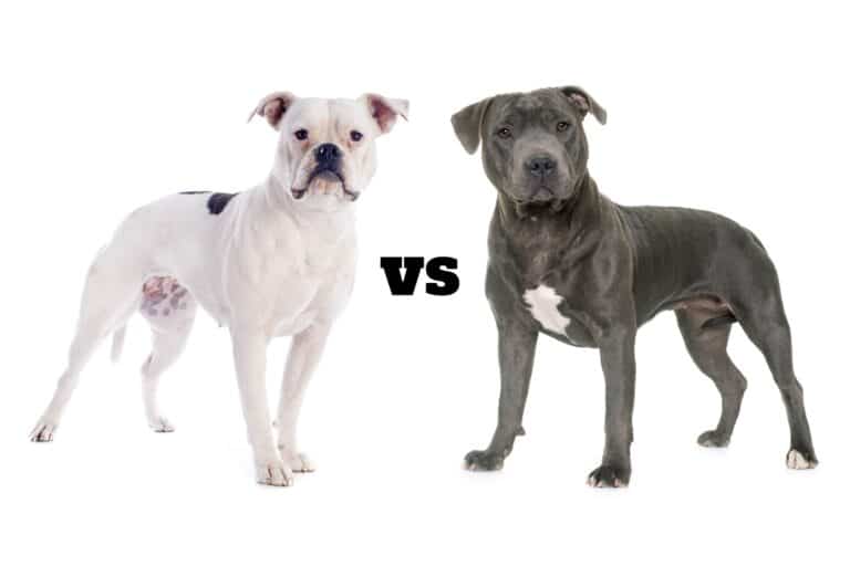 American Bulldog vs. Pitbull: What’s the Difference?