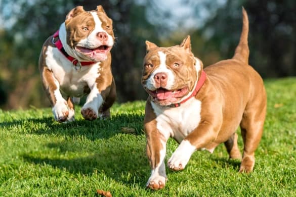 American Bully: Breed Info, Pictures, Varieties, & More