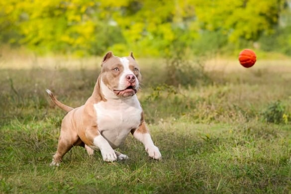 American Bully: Breed Info, Pictures, Varieties, & More