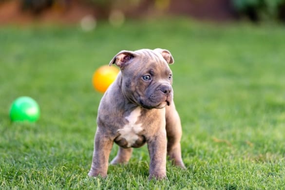 American Bully: Breed Info, Pictures, Varieties, & More