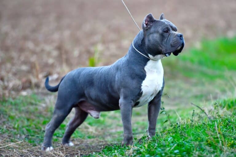 American Bully: Breed Info, Pictures, Varieties, & More