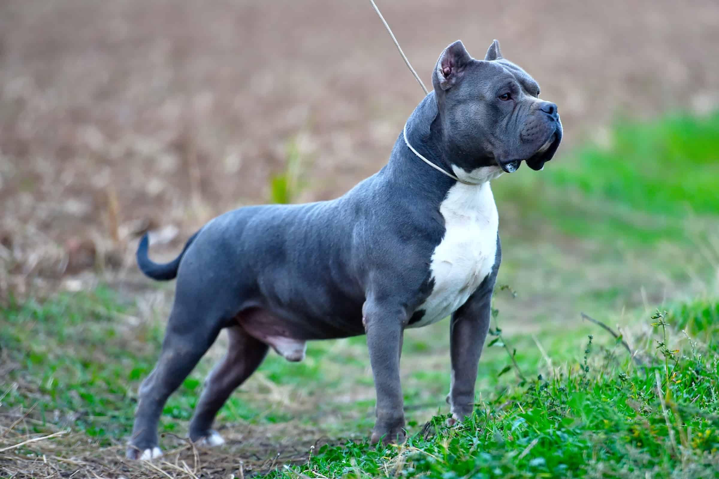 American Bully: Breed Info, Pictures, Varieties, Traits & More!