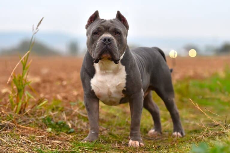 American Bully: Breed Info, Pictures, Varieties, & More