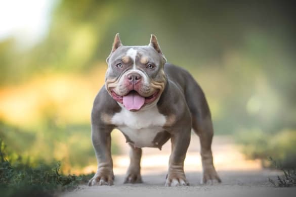 American Bully: Breed Info, Pictures, Varieties, & More