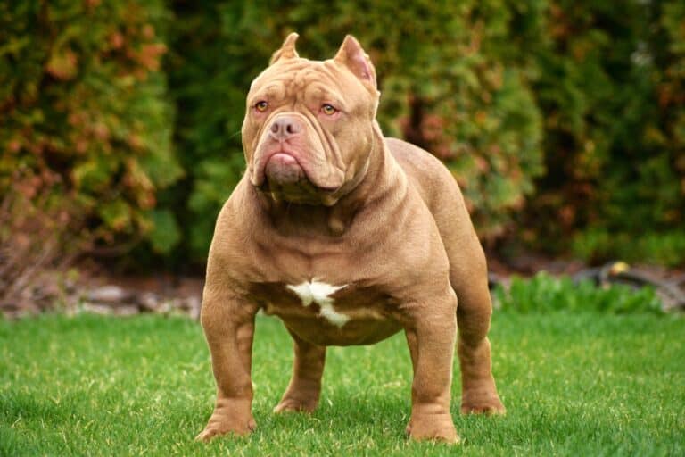 American Bully: Breed Info, Pictures, Varieties, & More