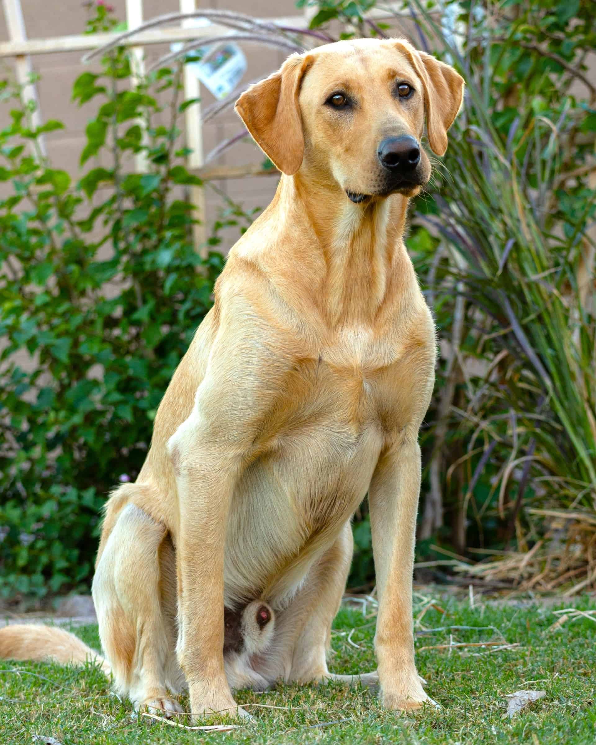 English Labrador: A Complete Guide to the English Lab