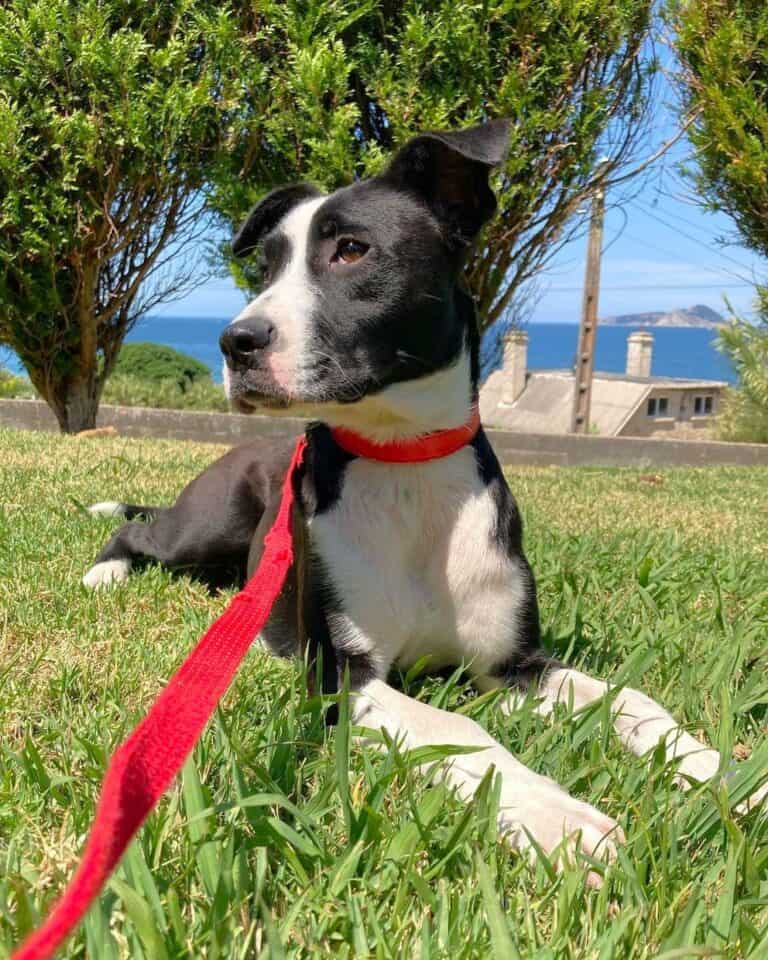 Lab Terrier Mix | Breed Information, Pictures, Traits & Facts