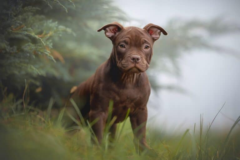American Pocket Bully | Breed Info, Pictures & Facts