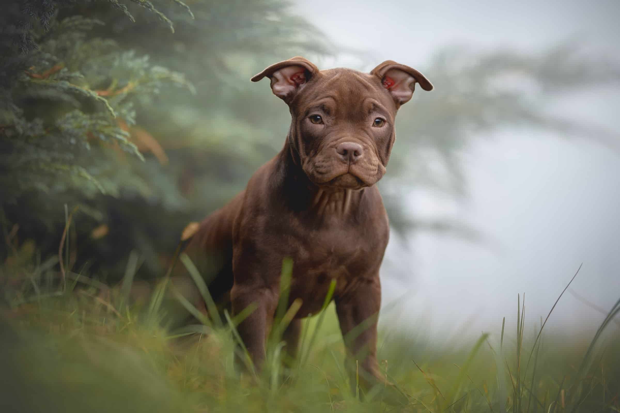American Pocket Bully | Breed Info, Pictures, Facts & Size