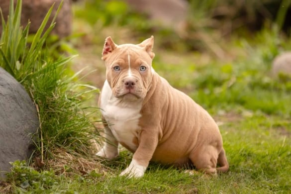 American Pocket Bully | Breed Info, Pictures, Facts & Size