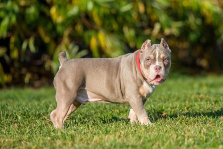American Pocket Bully | Breed Info, Pictures & Facts