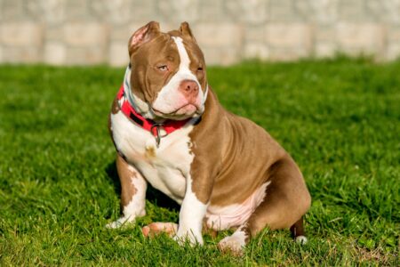 American Pocket Bully | Breed Info, Pictures & Facts