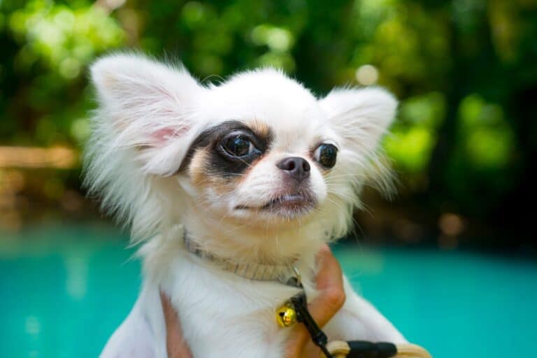 Apple Head Chihuahua: Everything You Need to Know