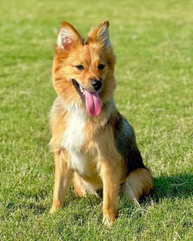 Aussie Pom (Australian Shepherd & Pomeranian Mix)