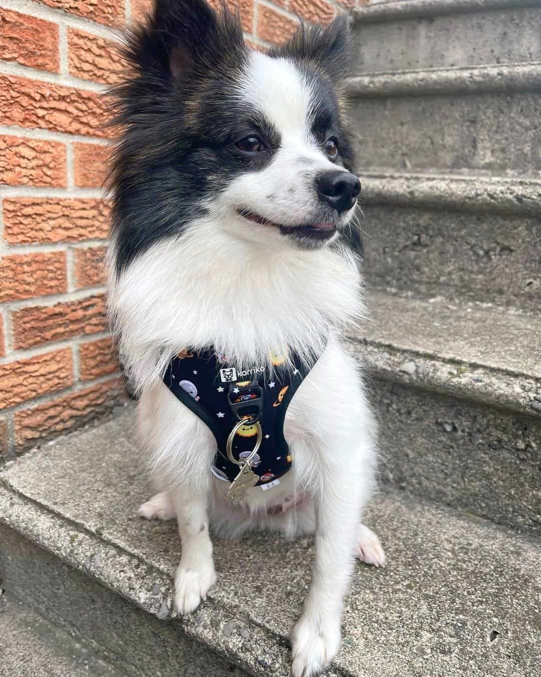 Aussie Pom (Australian Shepherd & Pomeranian Mix)
