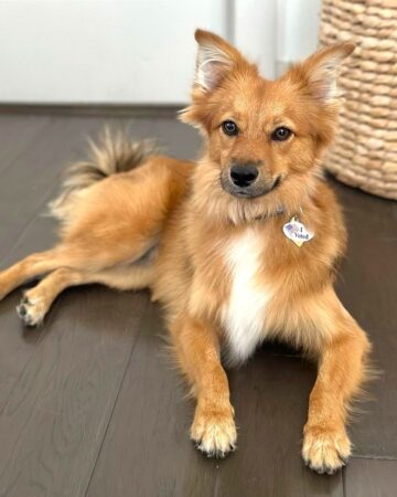 Aussie Pom (Australian Shepherd & Pomeranian Mix)