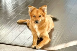 Aussie Pom (Australian Shepherd & Pomeranian Mix)