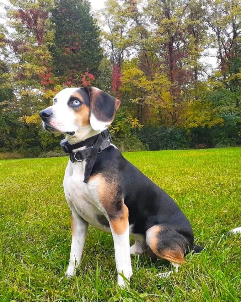 Miniature Boxer: Breed Info, Pictures, Care Guide & Facts