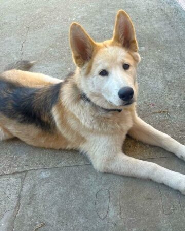 Belgian Malinois Husky Mix (Belusky): Info, Pictures & Facts