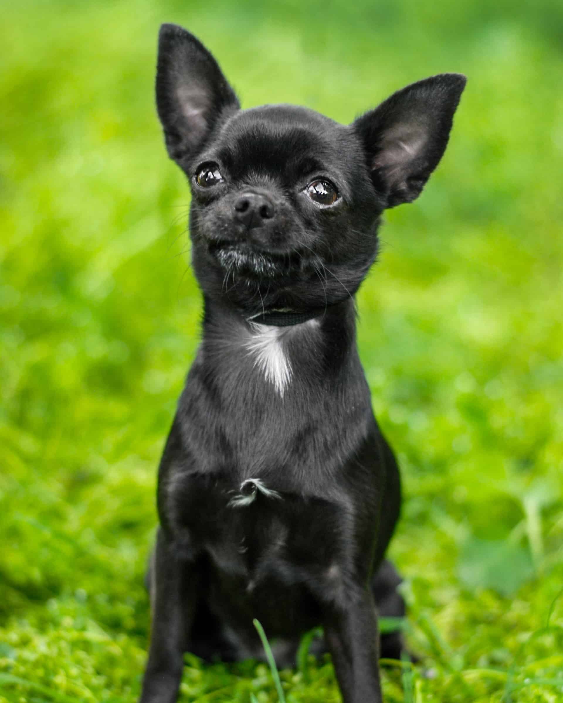 9 Types of Chihuahuas: Apple Head, Long Hair, Teacup & More!