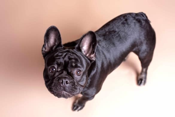 Black French Bulldog: Appearance, Genetics, Pictures & Facts