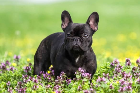 Black French Bulldog: Appearance, Genetics, Pictures & Facts