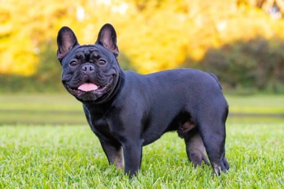Black French Bulldog: Appearance, Genetics, Pictures & Facts