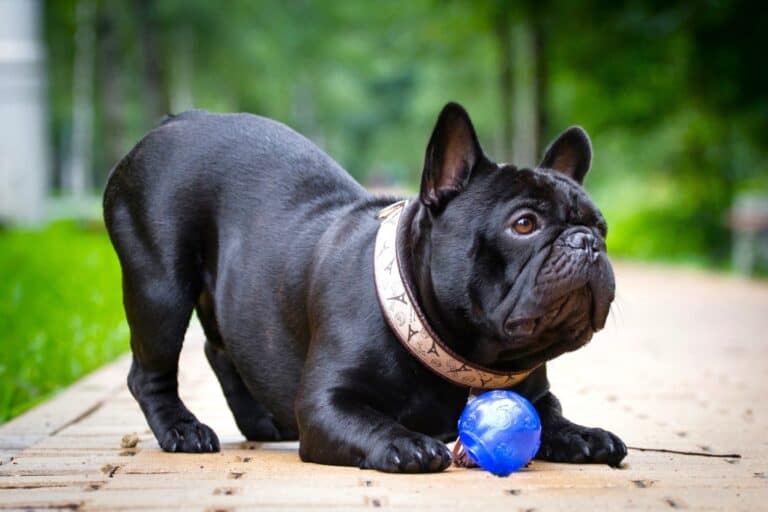 Black French Bulldog: Appearance, Genetics, Pictures & Facts