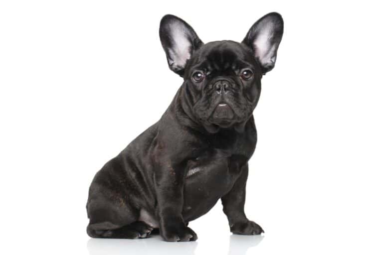 Black French Bulldog: Appearance, Genetics, Pictures & Facts