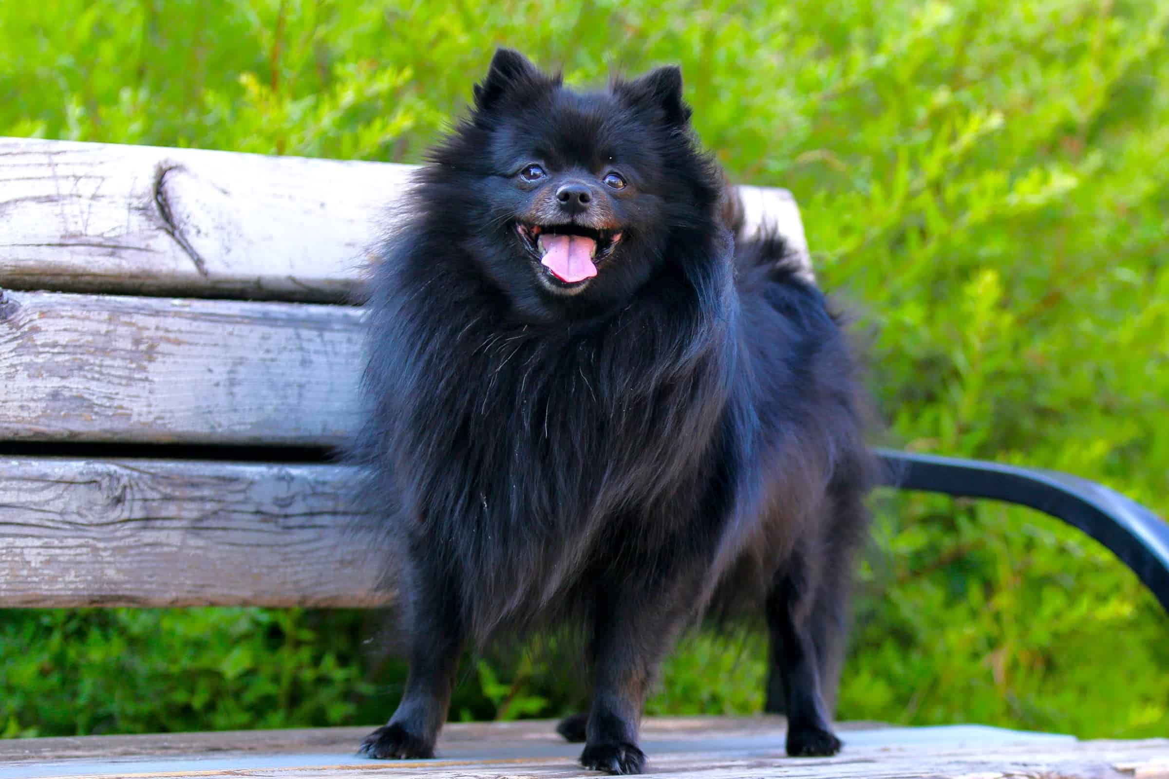 Black Pomeranian: Appearance, Genetics, Pictures & Facts