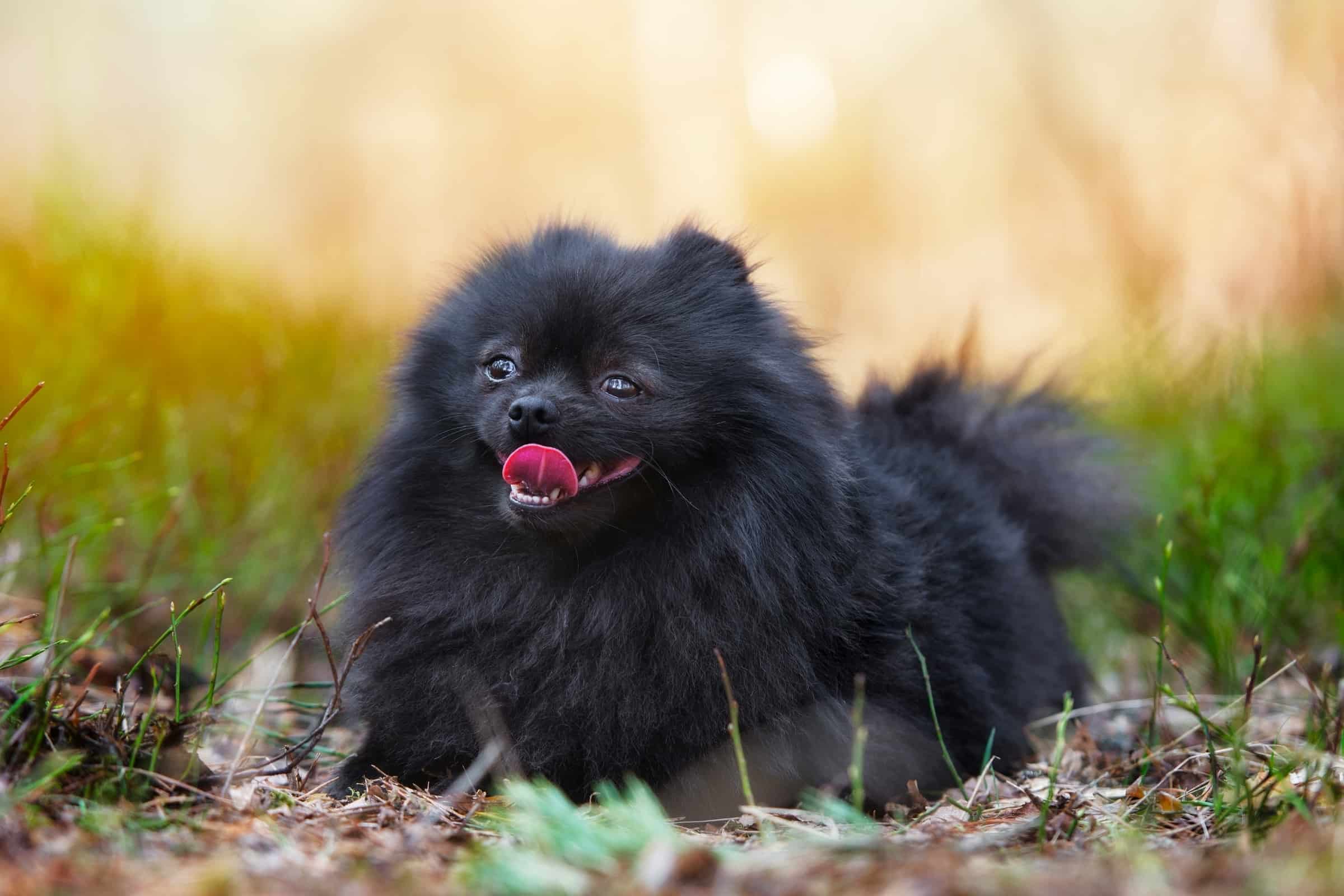 Black Pomeranian: Appearance, Genetics, Pictures & Facts