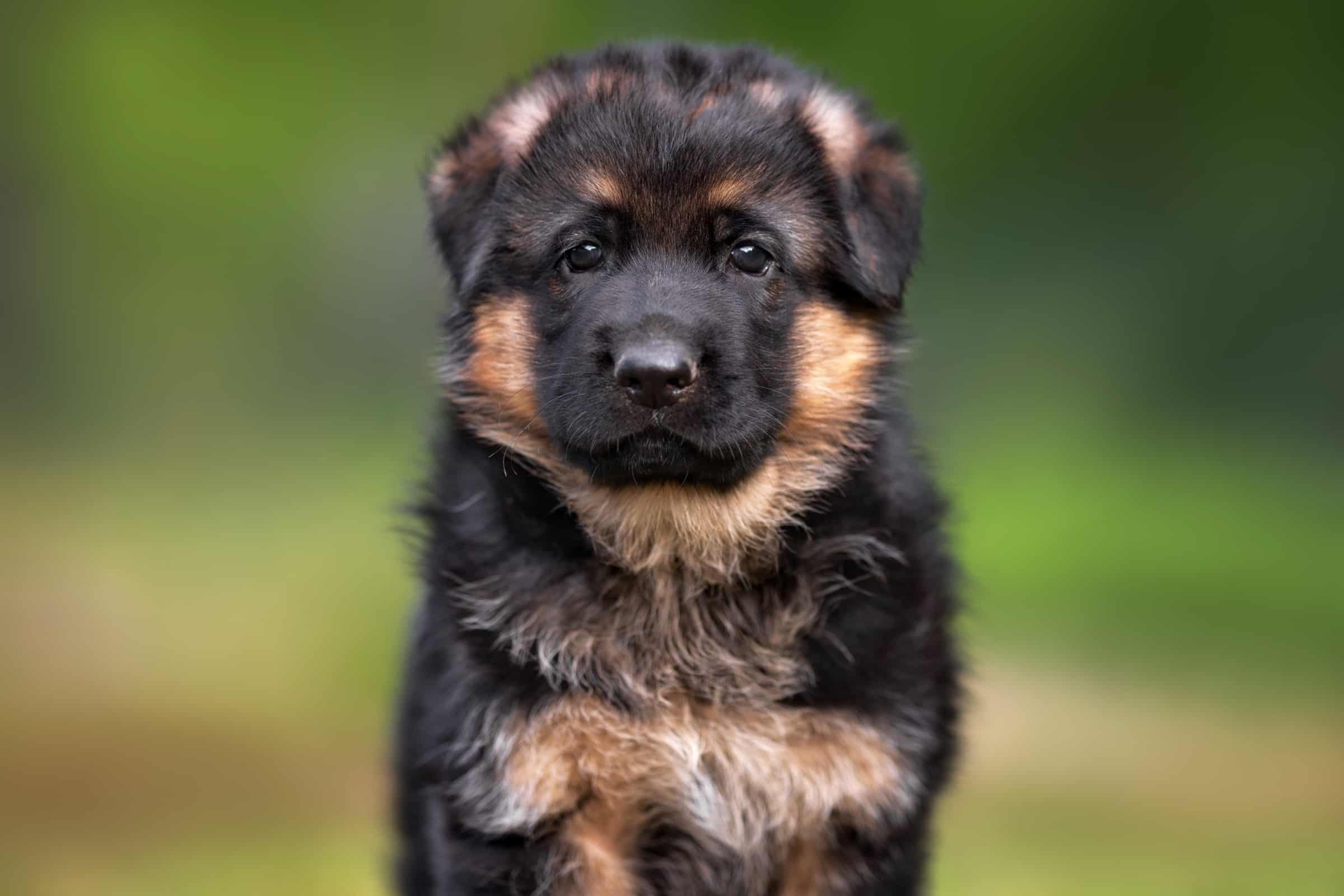 German Shepherds With Floppy Ears: Is It a Cause for Worry?