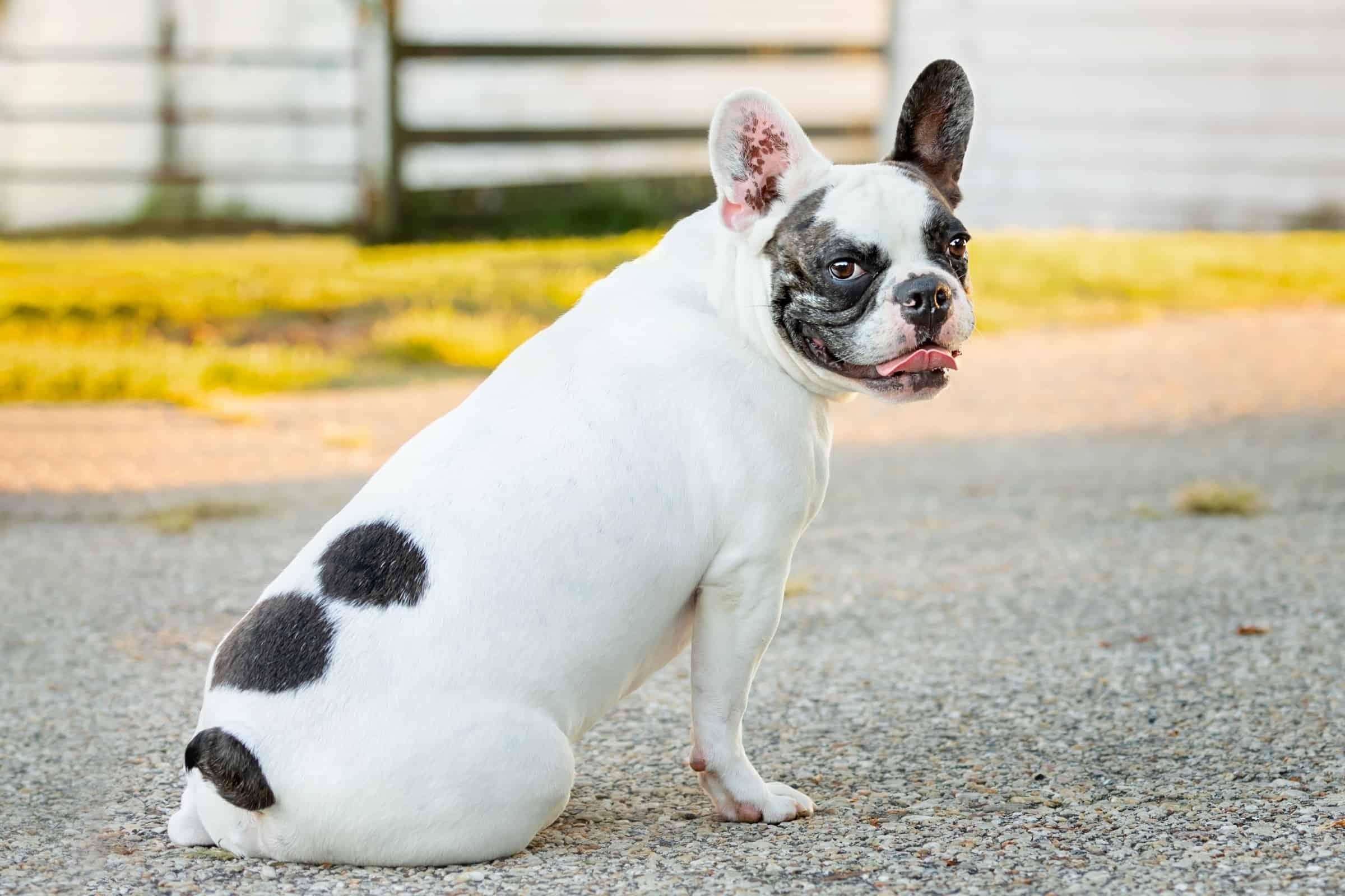 Black and White French Bulldog: Facts, Pictures, Health & Traits