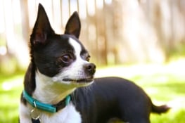 Deer Head Chihuahua: Everything You Need to Know