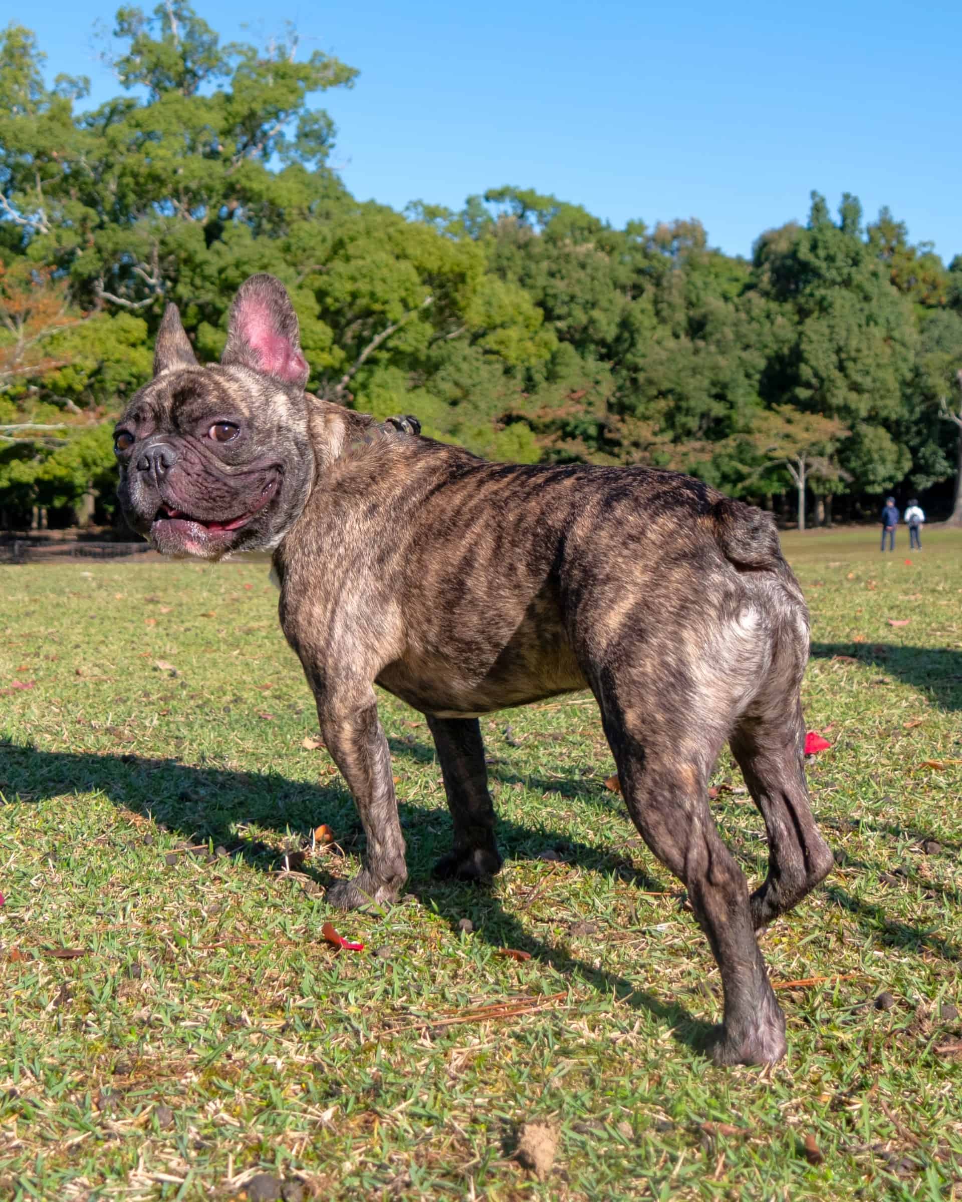 Grey French Bulldog: Appearance, Genetics, Pictures & Facts